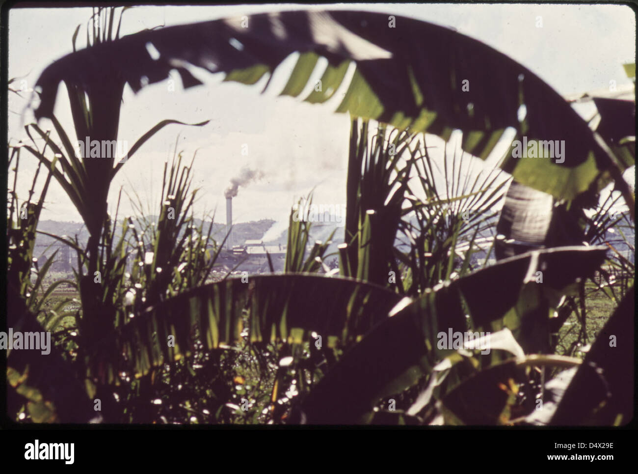 A photograph taken in February 1973 showing sugar cane fields and a ...