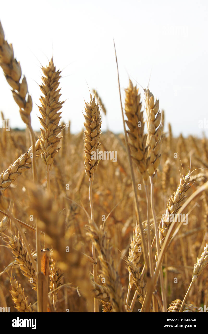 Huge cones hi-res stock photography and images - Alamy