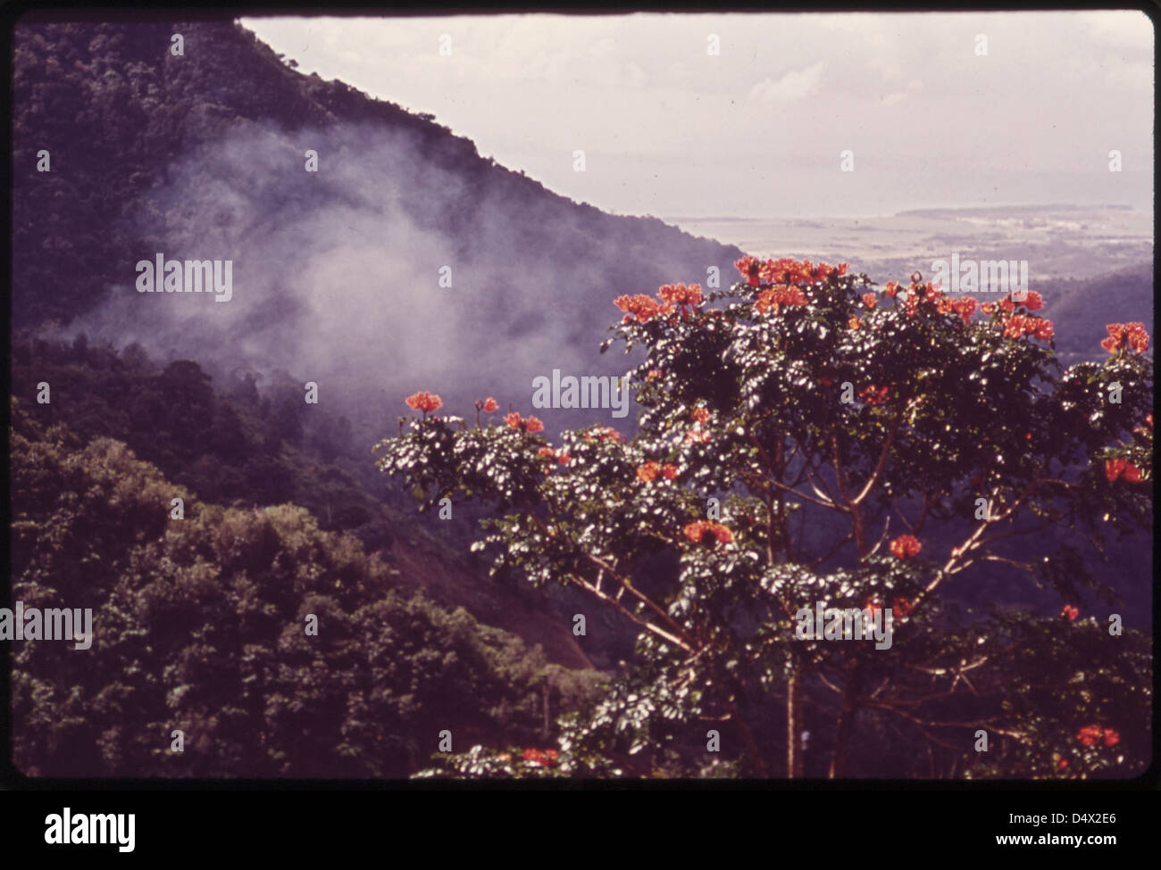 Wild flowers in bloom during February 1973 were photographed as part of the DOCUMERICA project ...
