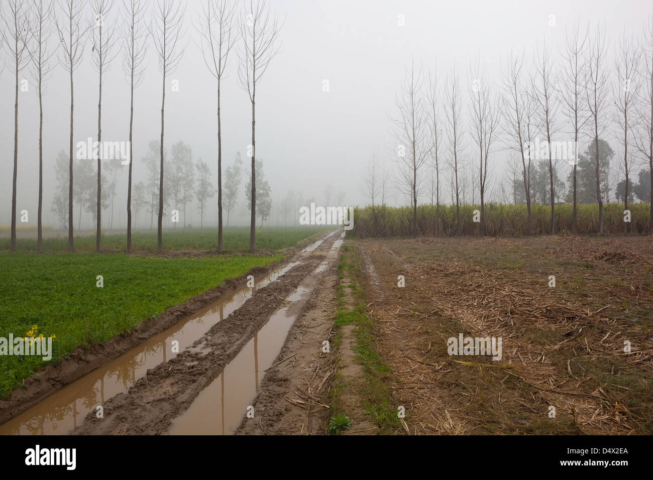 A waterlogged track through a misty morning agricultural landscape with ...