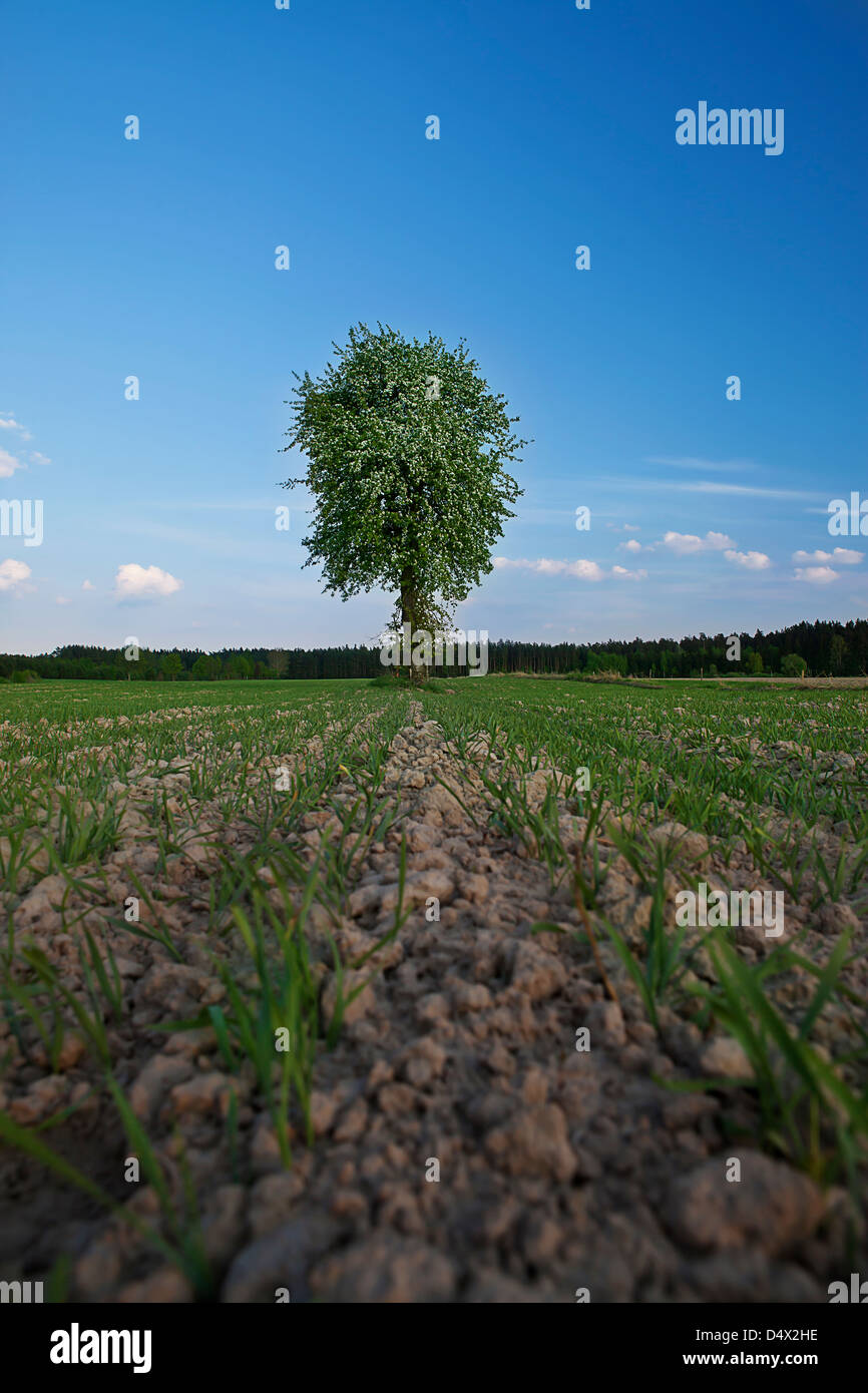 Single tree in field no background hi-res stock photography and images ...