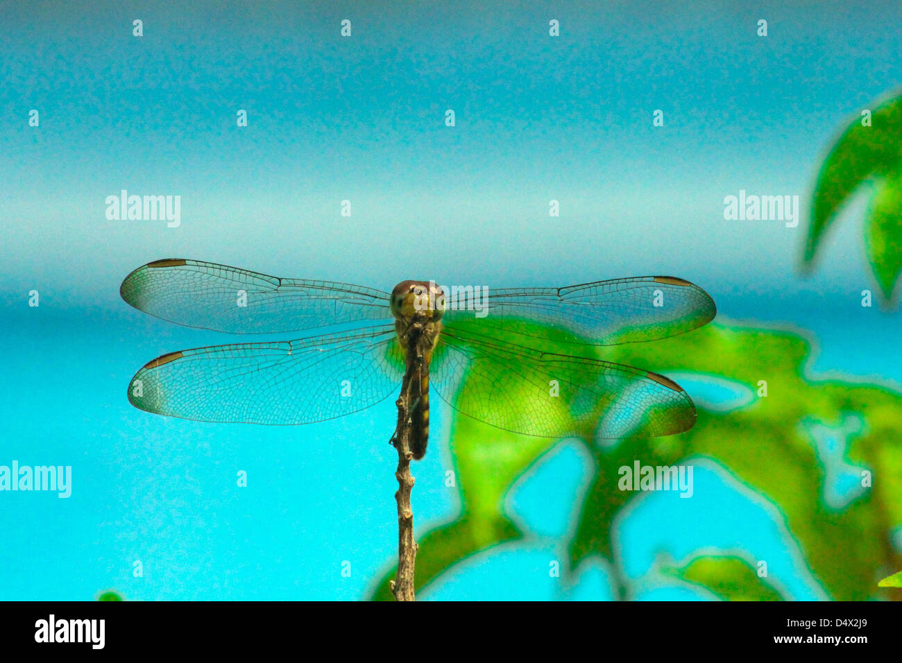 Blue firefly hi-res stock photography and images - Alamy