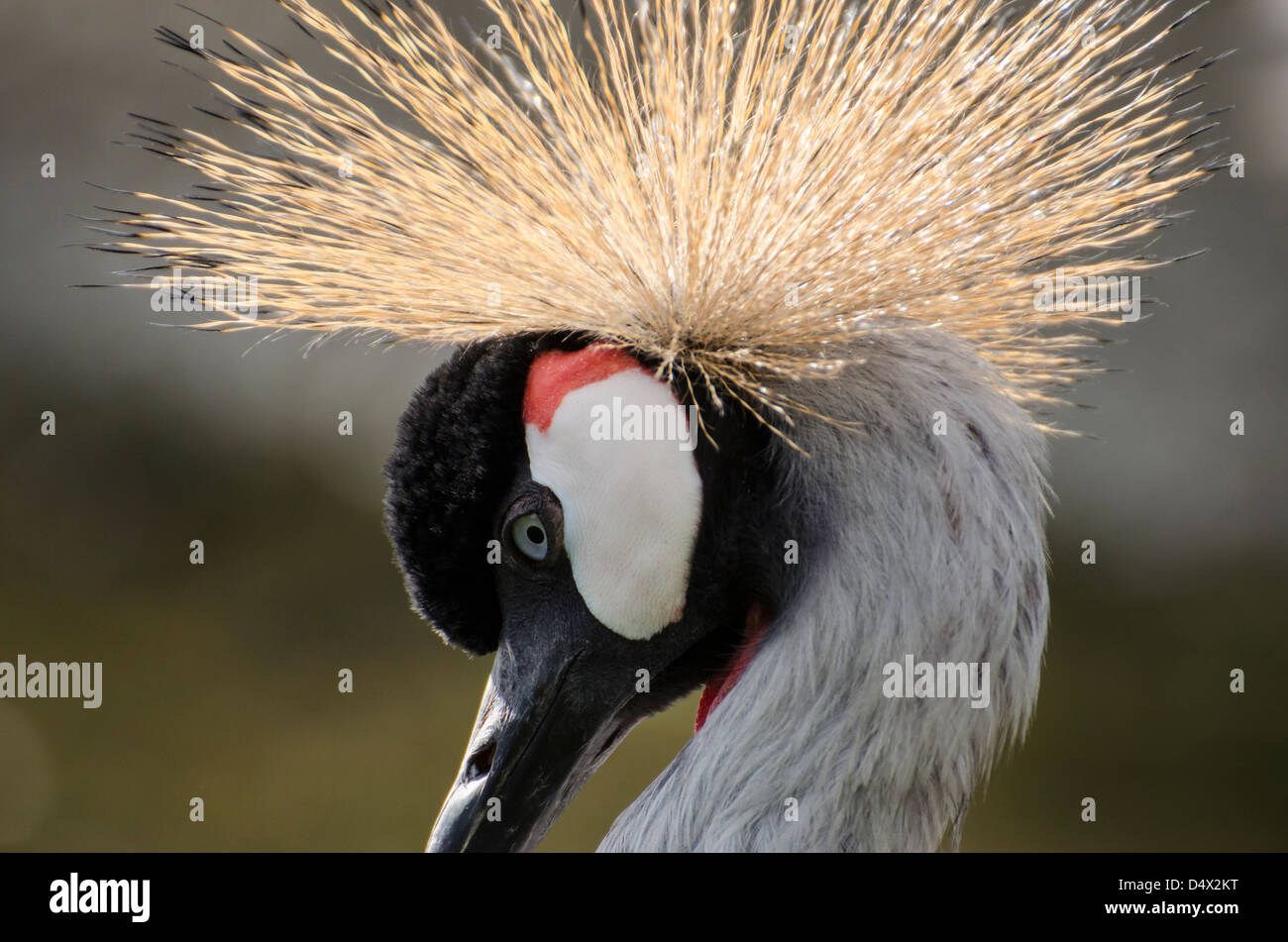 A crested crane showing off its crest Stock Photo - Alamy
