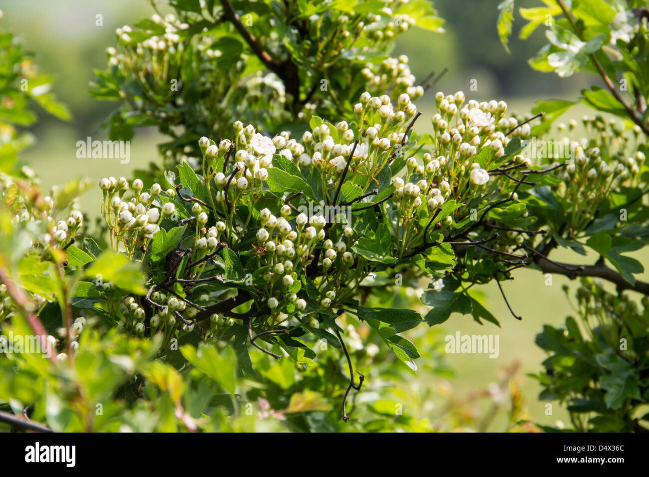 Hawthorn Tree Buds Stock Photos & Hawthorn Tree Buds Stock Images - Alamy