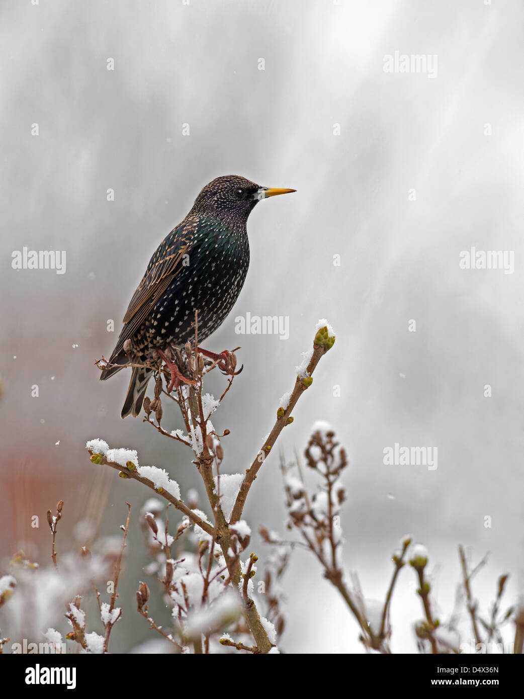 Starling in snow hi-res stock photography and images - Alamy