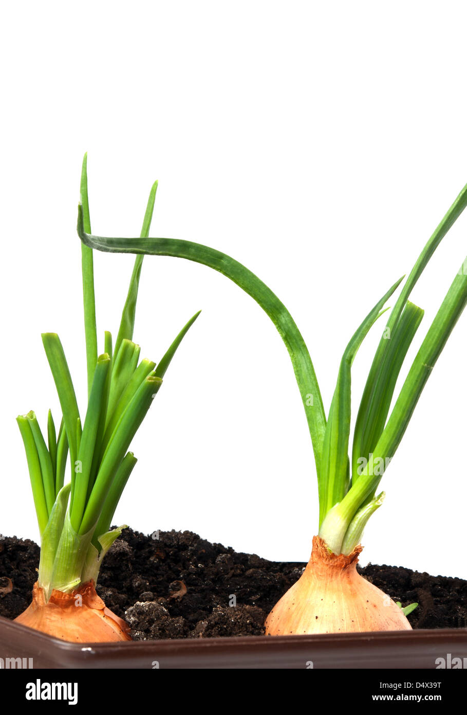 Grown organically hi-res stock photography and images - Alamy