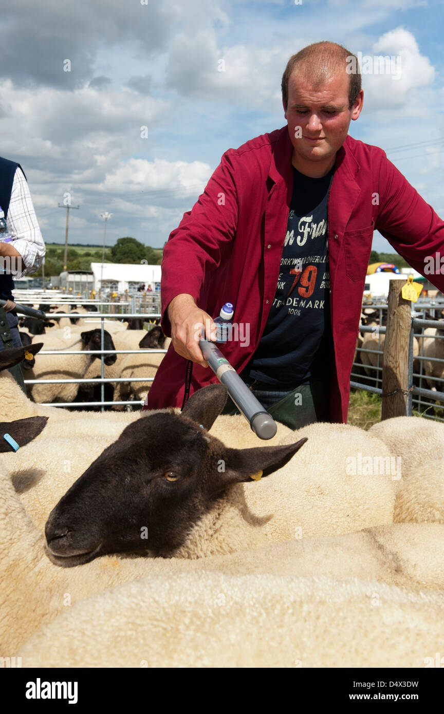 Checking sheep with electronic identification device at Thame sheep ...