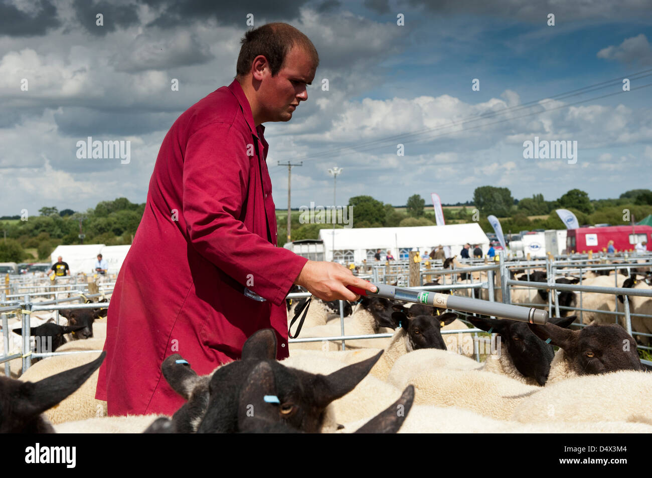 Checking sheep with electronic identification device at Thame sheep ...