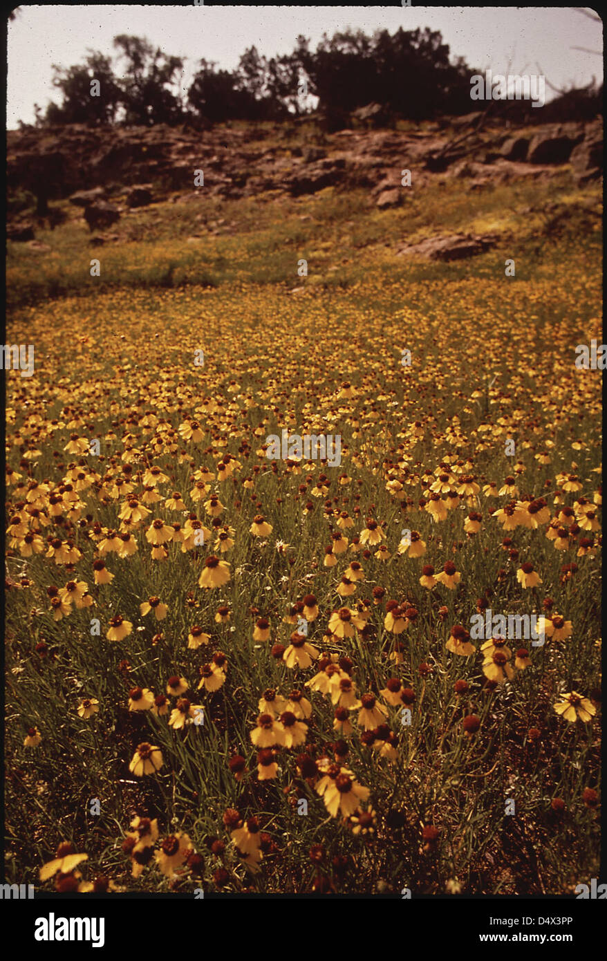 A photograph of the Asteraceae family of plants, specifically Helenium ...