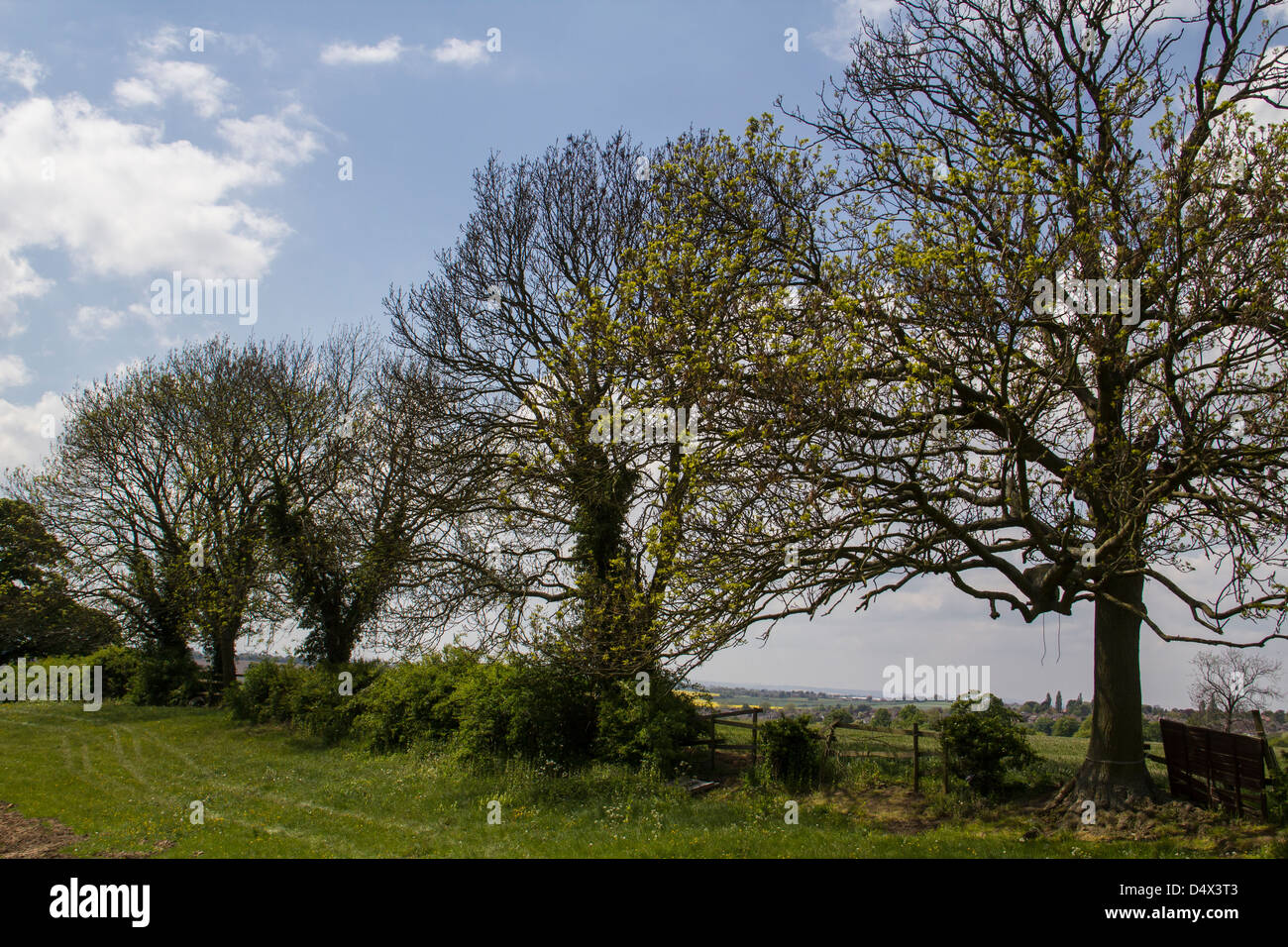 As Spring advances new leaves start to open on the trees Stock Photo ...