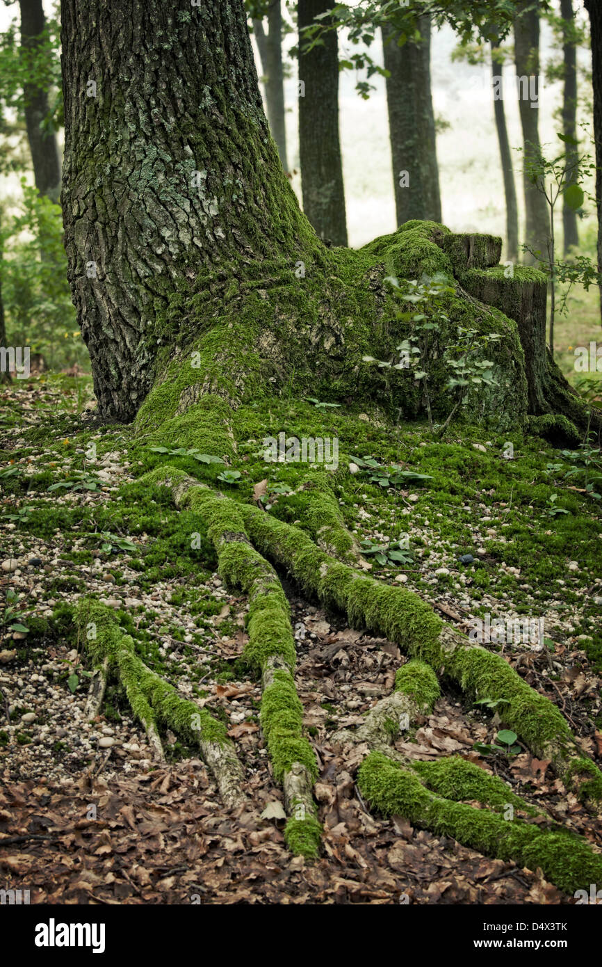 Old oak tree with mossy roots Stock Photo - Alamy