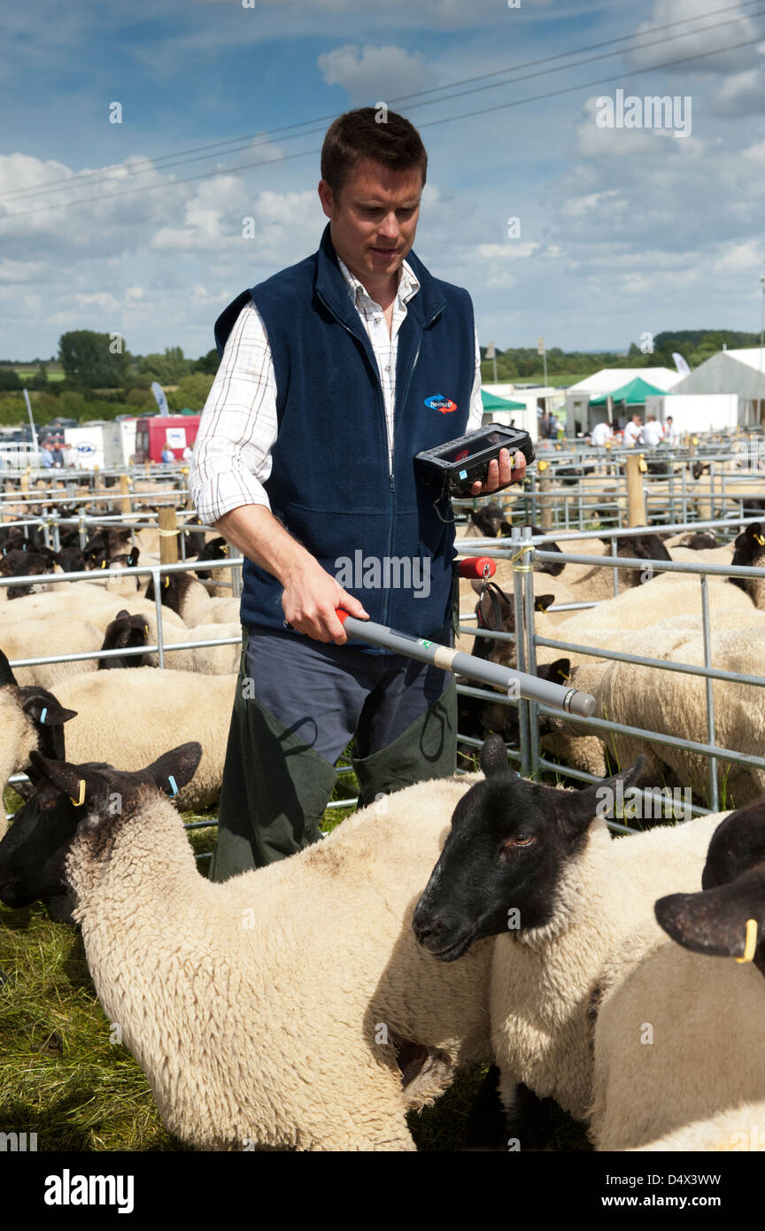 Checking sheep electronic identification device hi-res stock ...