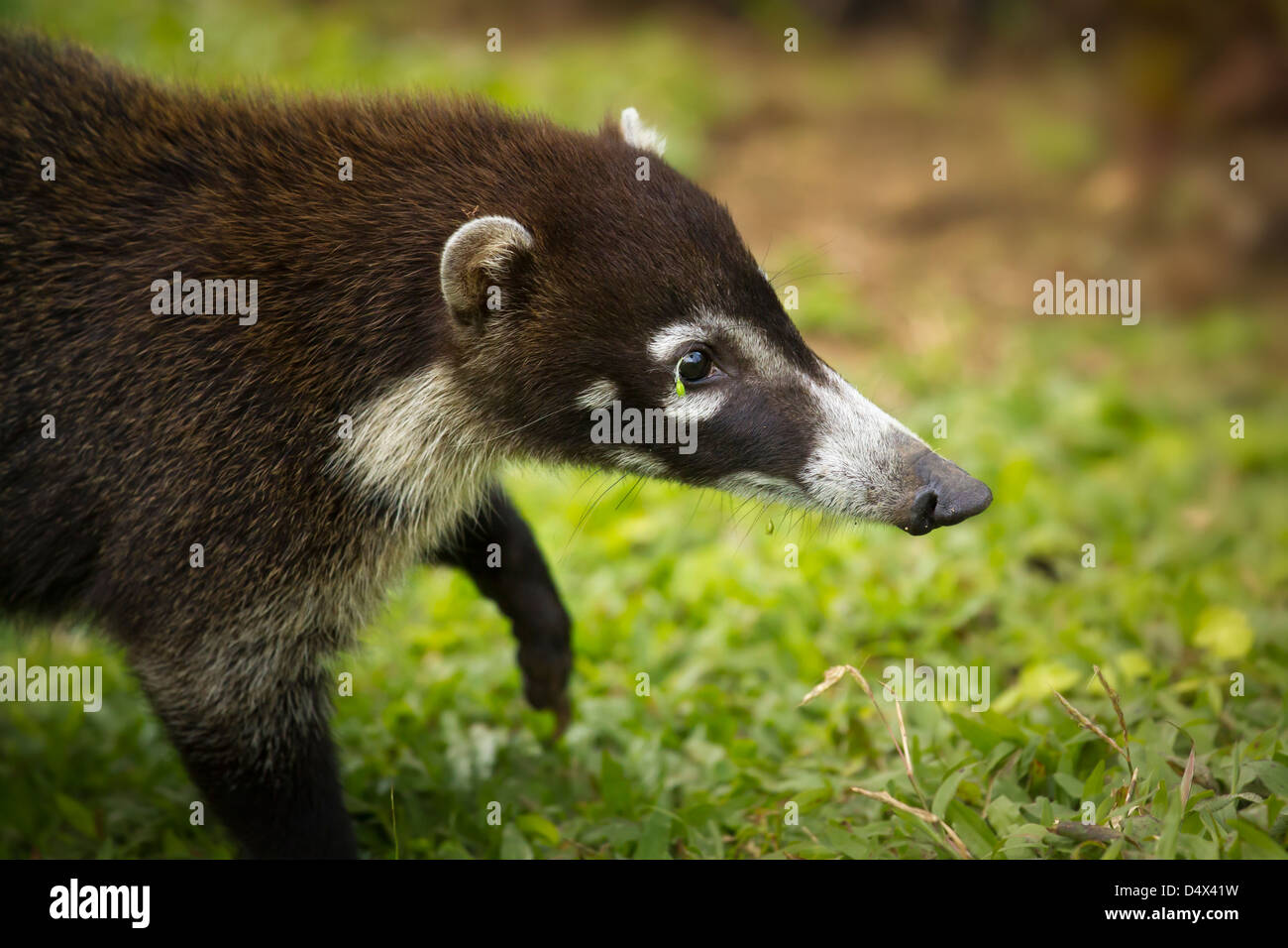 White Nosed Coati Nasua Narica Alajuela Stock Photos & White Nosed ...