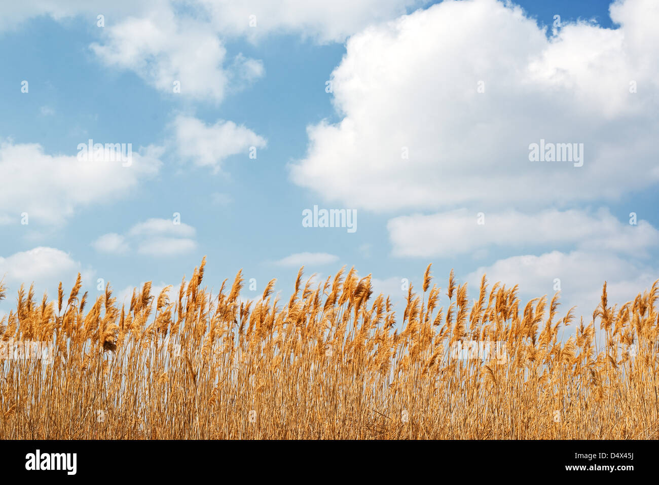 Bulrush against the white clouds, beautiful yellow reed Stock Photo - Alamy