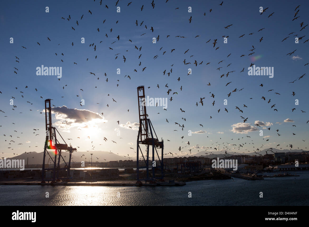 Gulls massed over Malaga seafront and Harbour, Spain Stock Photo - Alamy