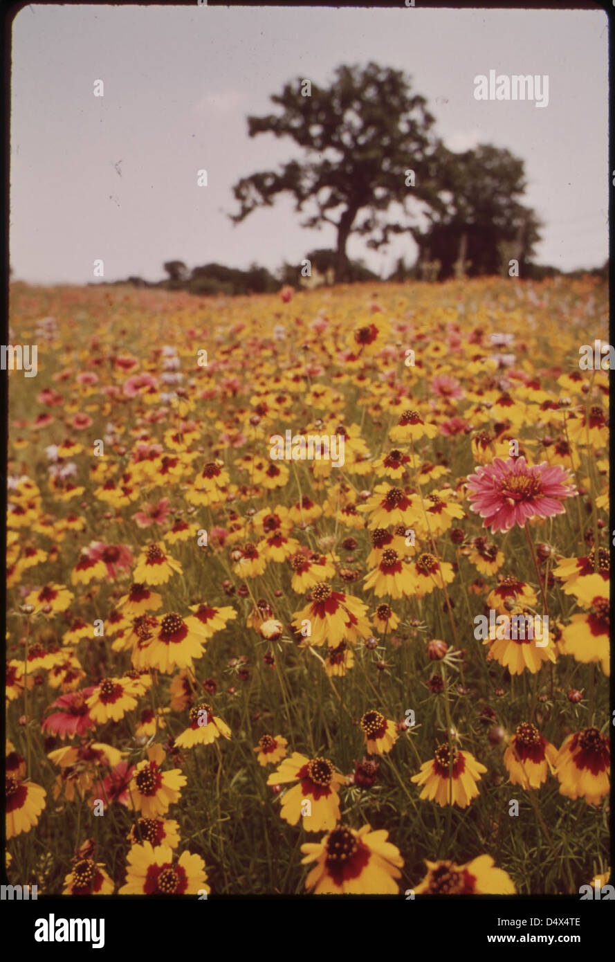 A flower meadow in Llano, Texas, captured in 1973, showing a variety of ...