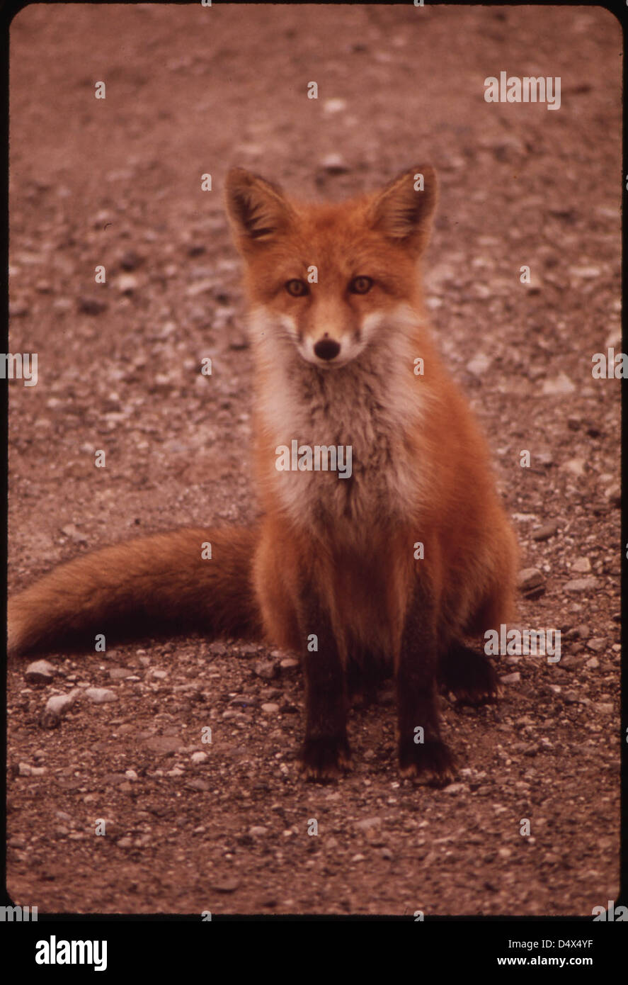 A young female fox is photographed near Galbraith Lake Camp in August ...