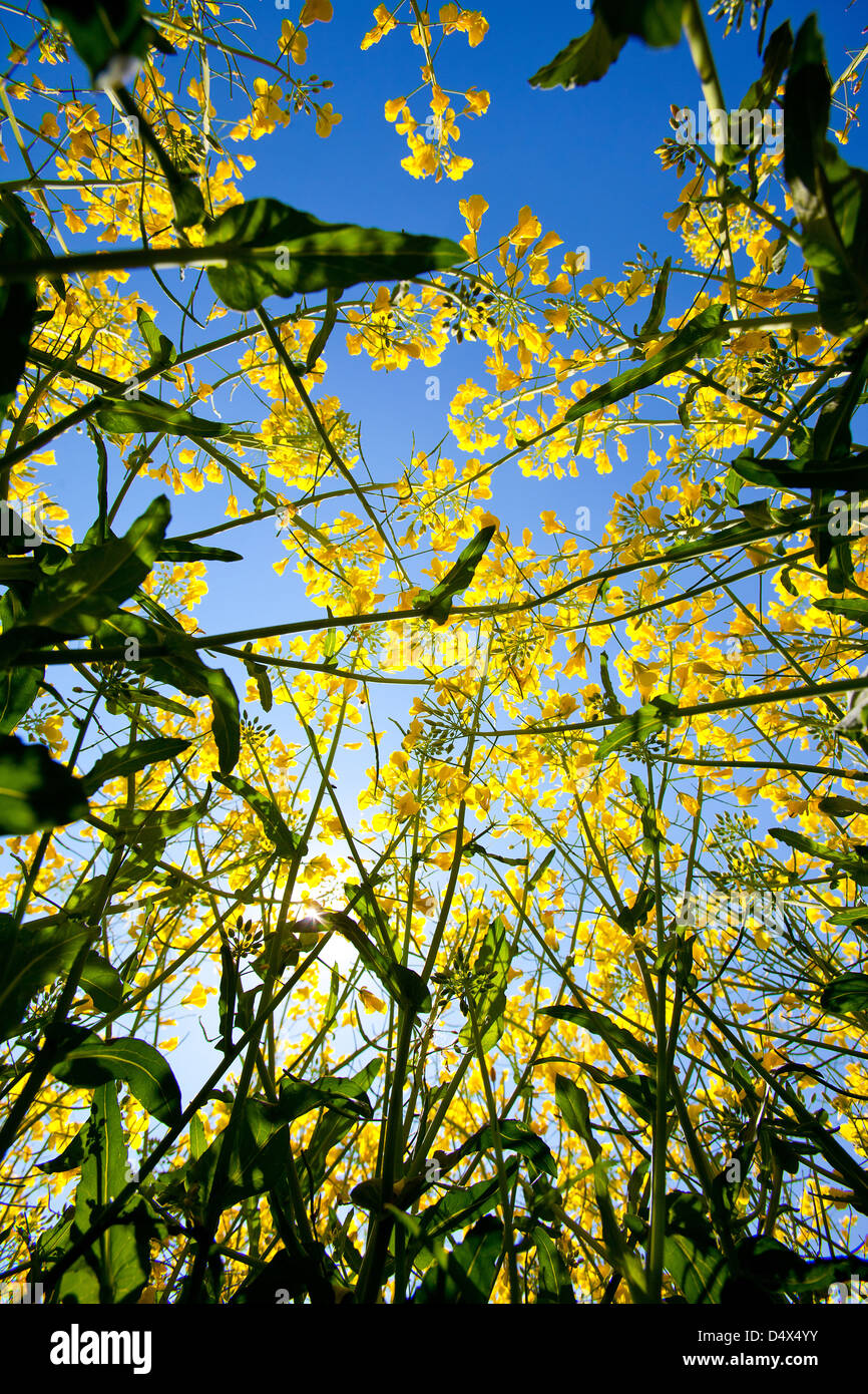 Rapaseed hi-res stock photography and images - Alamy