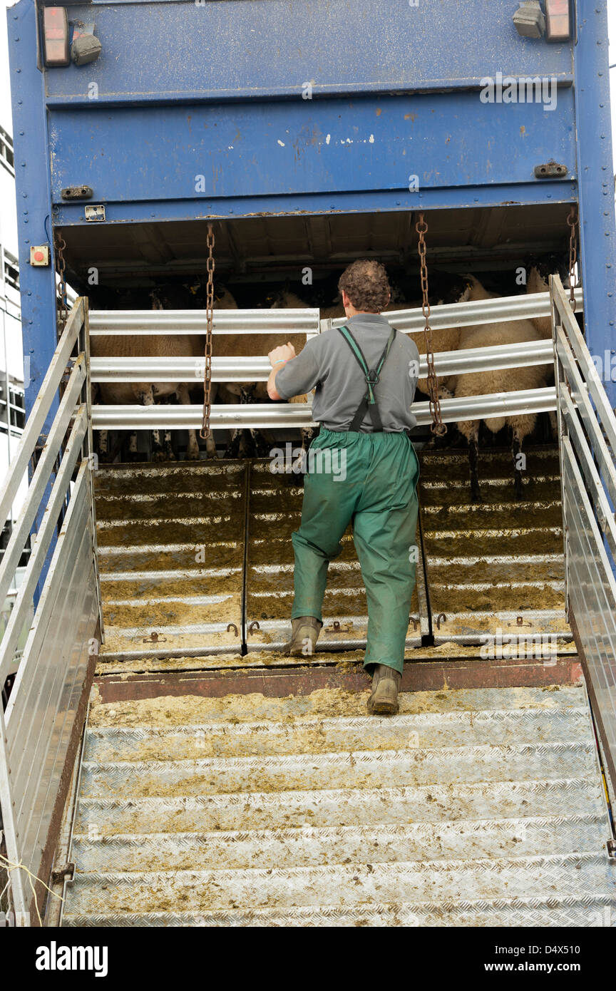 Livestock haulage hi-res stock photography and images - Alamy