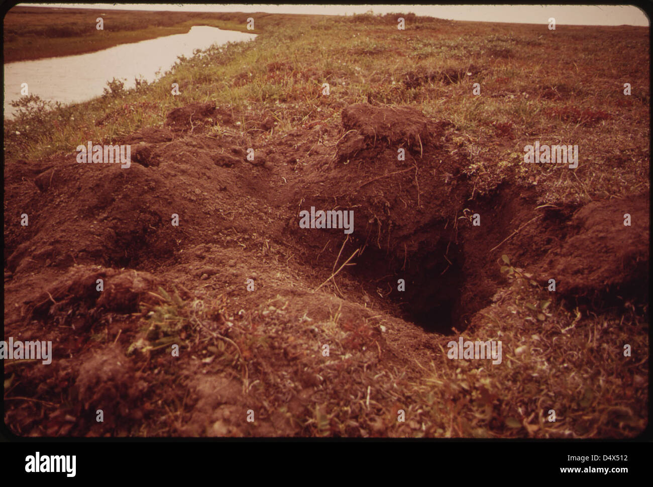 Barren ground grizzly hi-res stock photography and images - Alamy