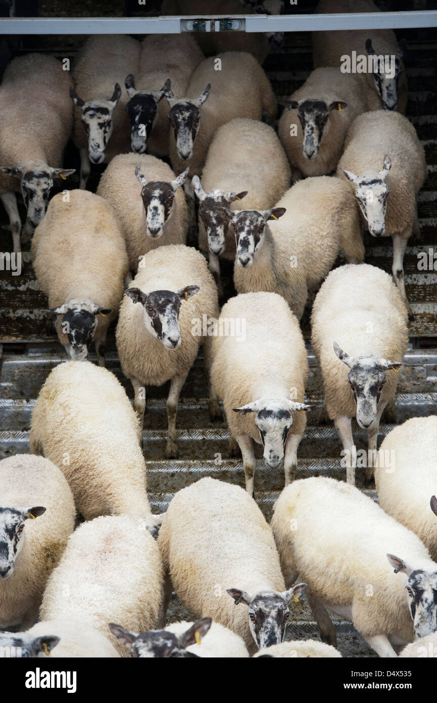 Unloading mule sheep from livestock trailer at Thame sheep fair 2012 ...