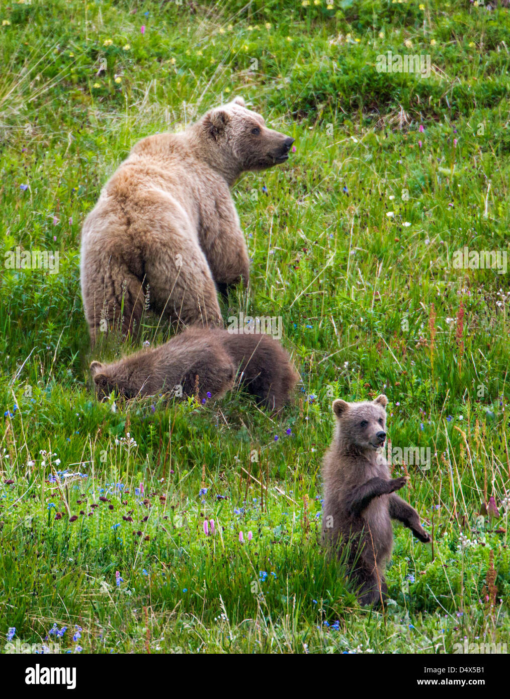 Female (Sow) Grizzly bear (Ursus arctos horribilis), with cubs, Sable ...