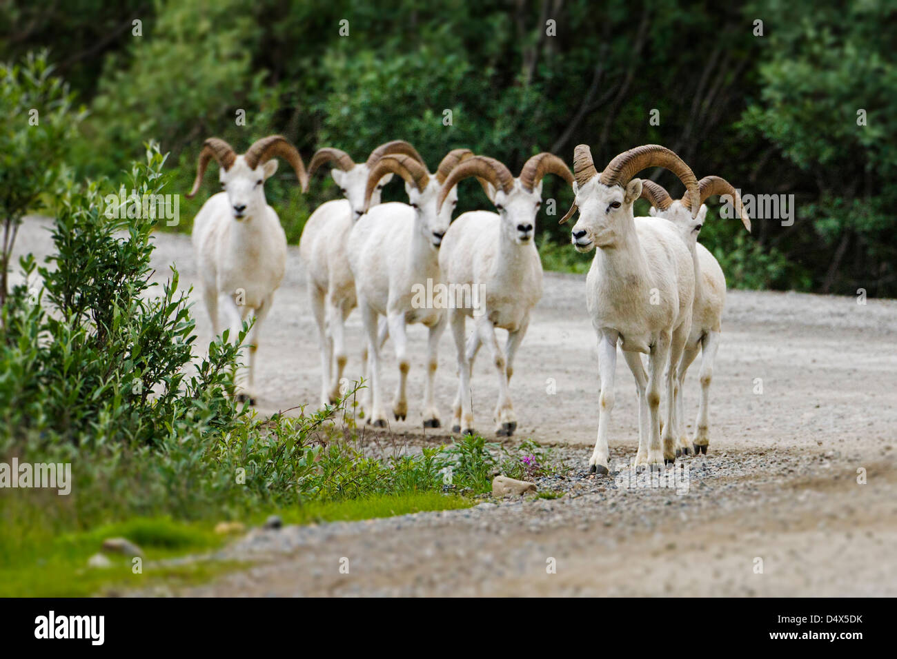 Dall Sheep (Ovis dalli), Polychrome Pass, Denali National Park ...
