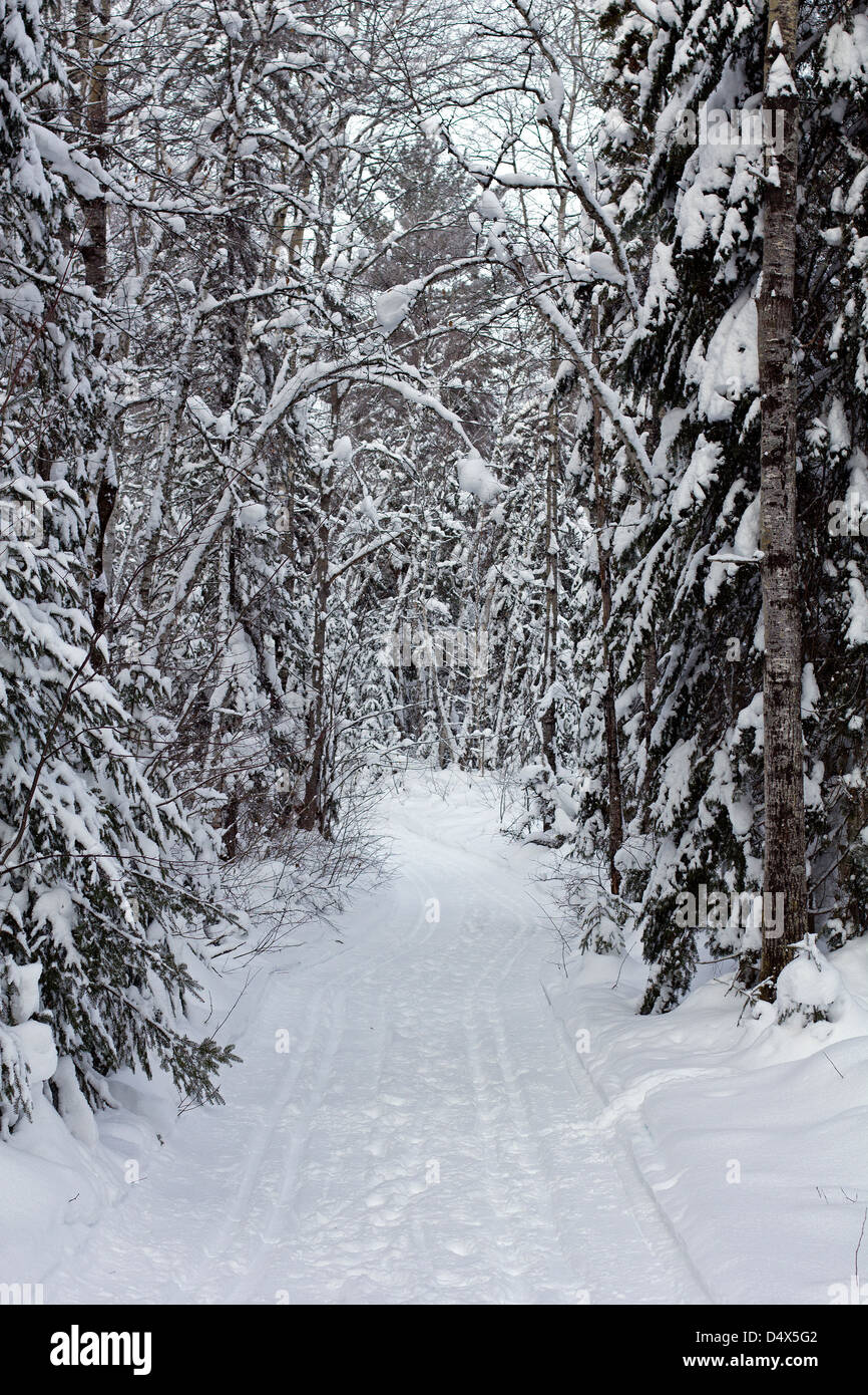 snowy forest path Stock Photo - Alamy