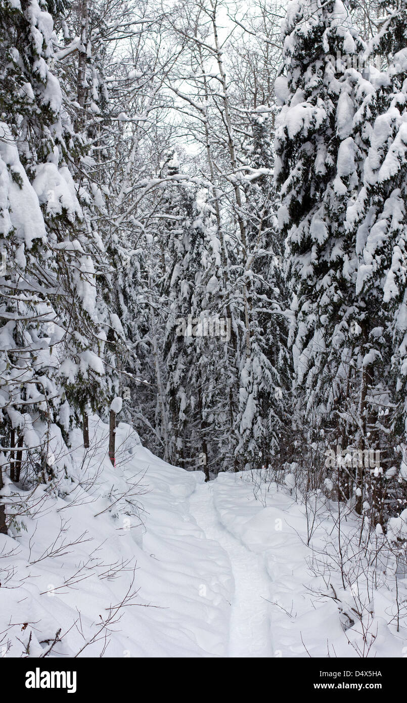 snowy forest path Stock Photo - Alamy
