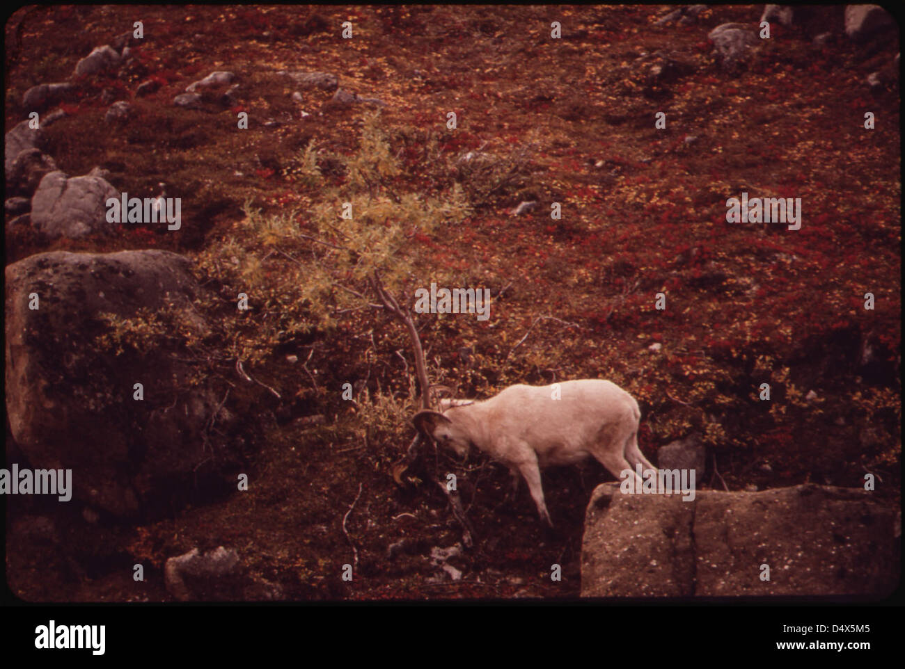 A young ram scratches its horns on a dwarf alder in the Atigun Gorge ...