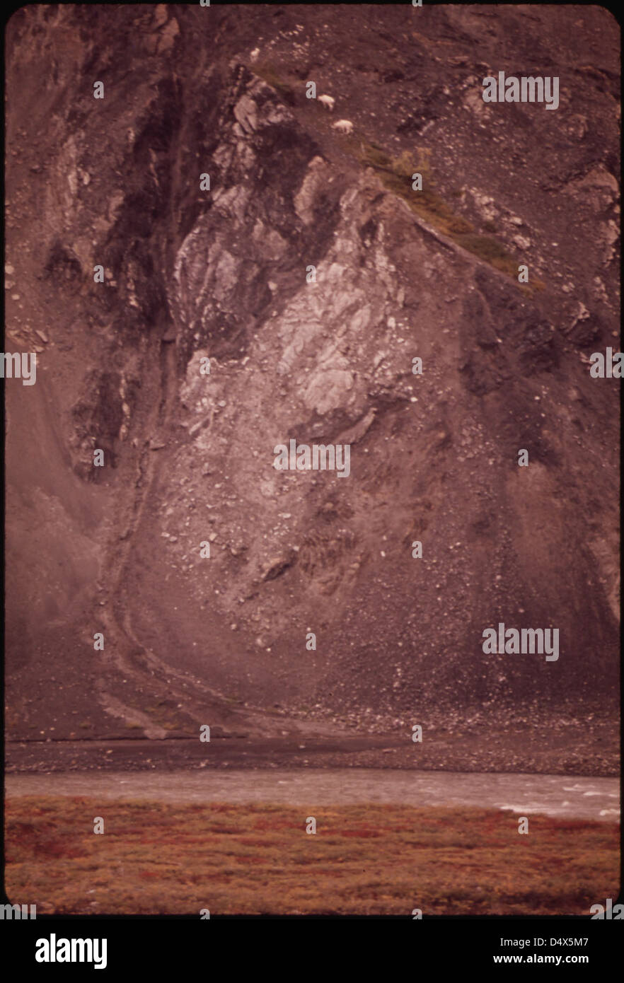 Three young sheep are photographed crossing the Atigun River in August ...