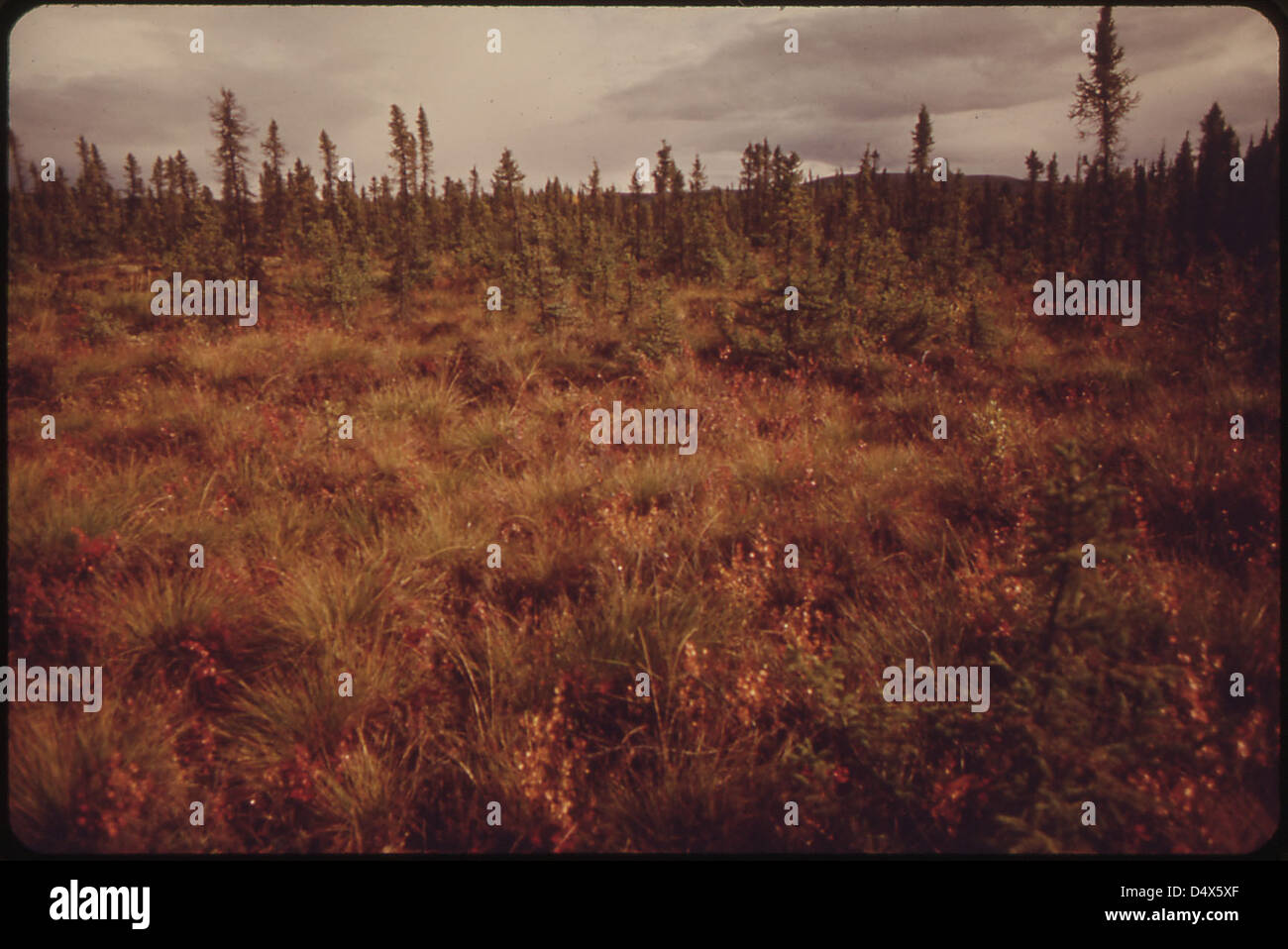 Typical Tundra-Muskeg Black Spruce Swamp of These Regions Scenes Such ...