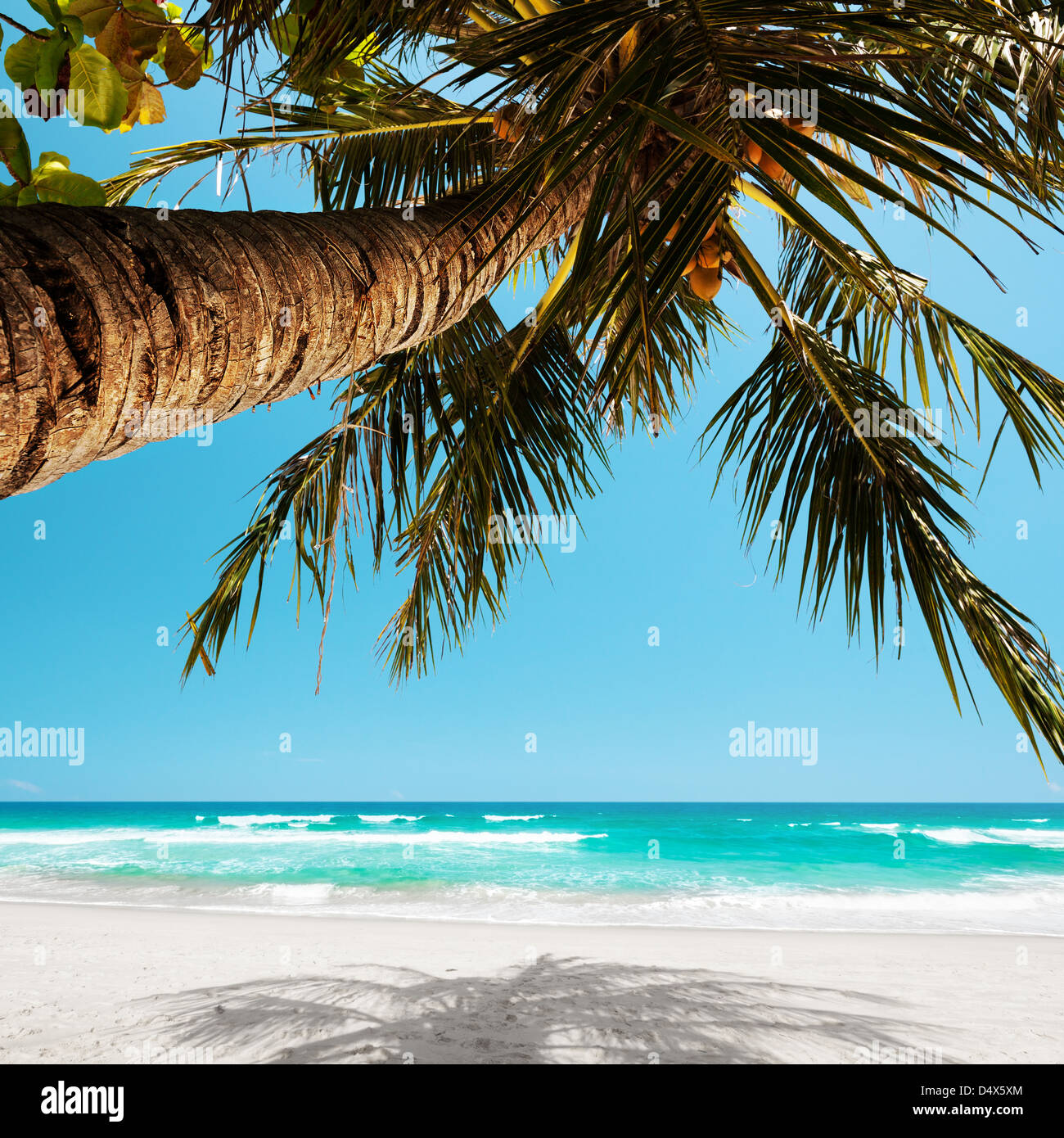 Under the palm tree Stock Photo - Alamy
