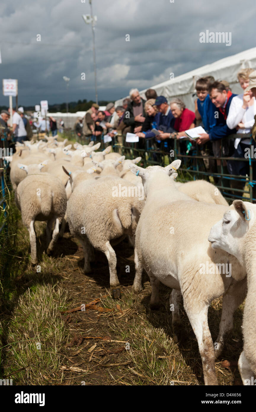 Sheep leaving sale ring after being sold at Thame sheep fair 2012 Stock ...