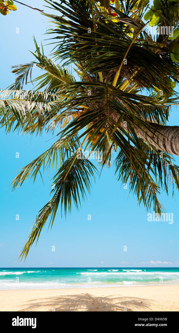 Tropical beach. Vertical panoramic composition Stock Photo - Alamy