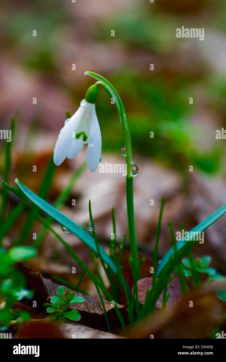 Beautiful white wild flower in the forest after spring rain Stock Photo ...