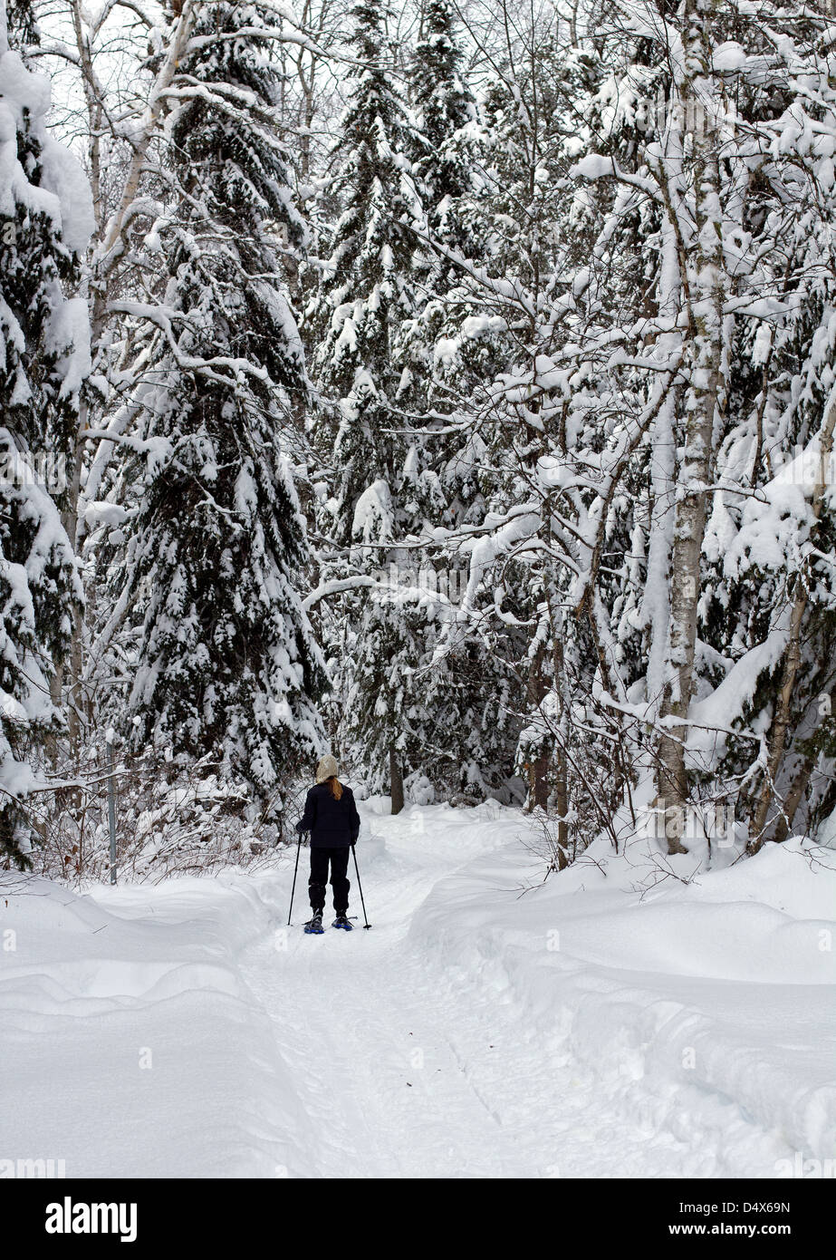 Forest winter snow hi-res stock photography and images - Alamy