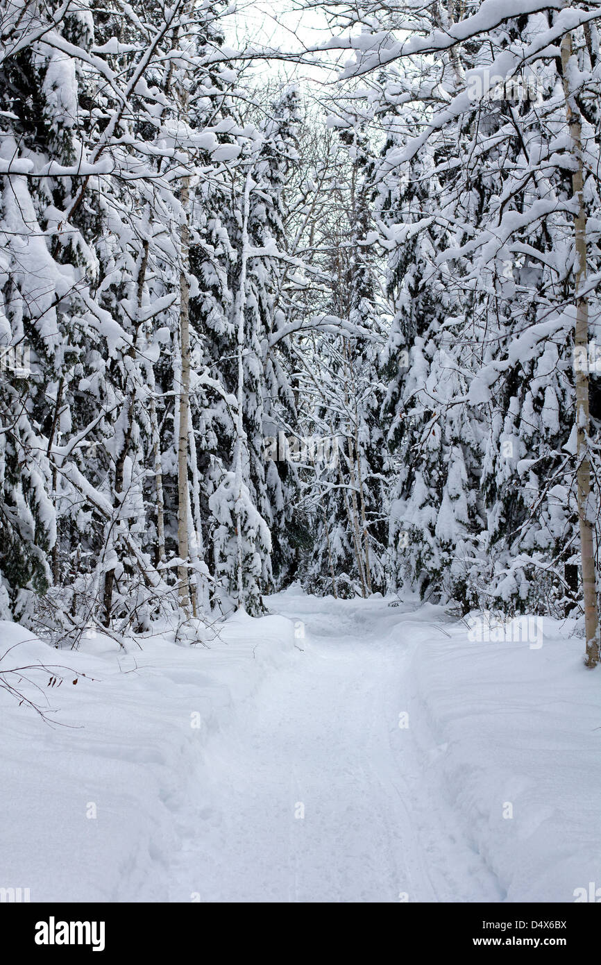 snowy forest path Stock Photo - Alamy