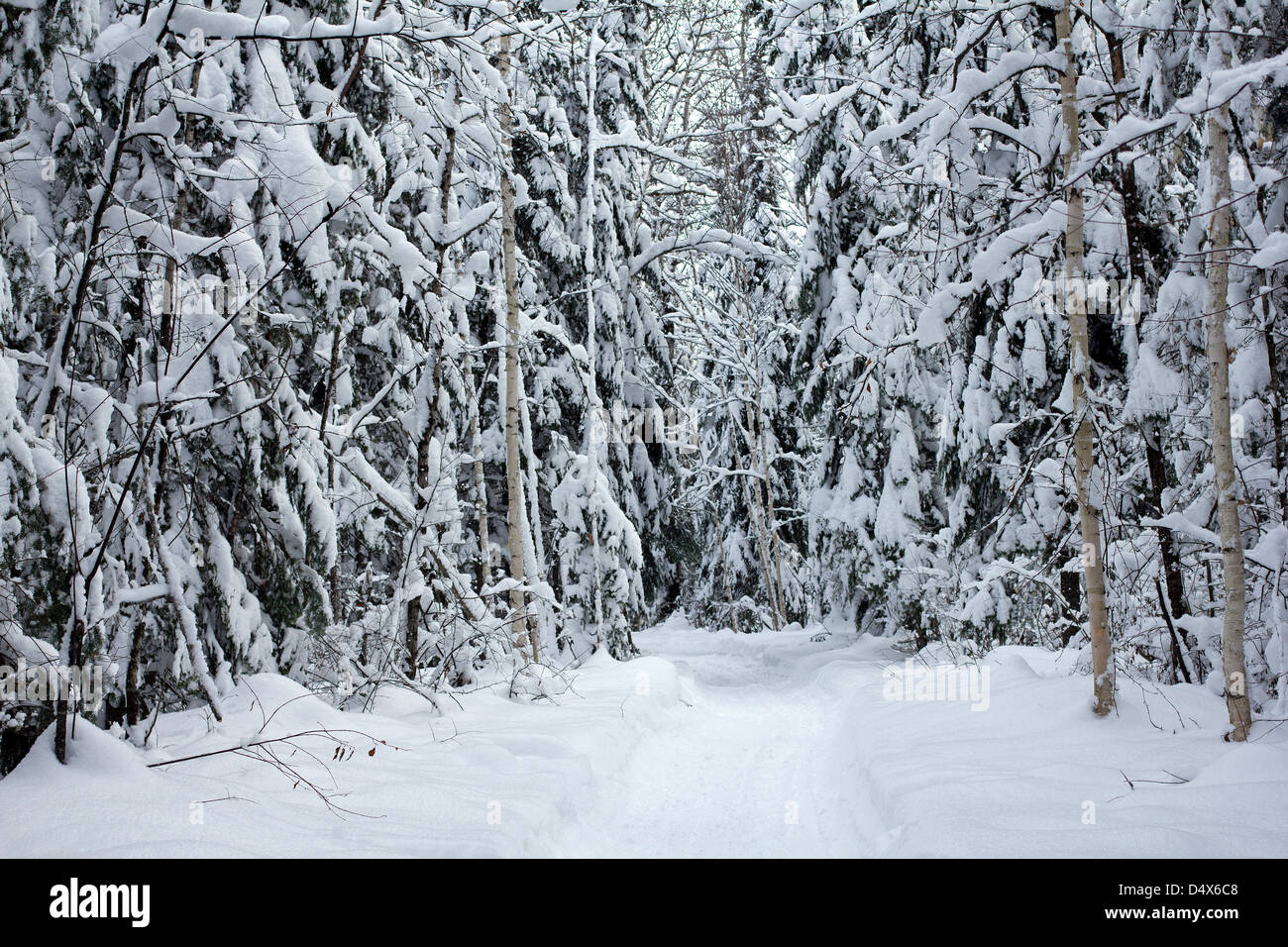 snowy forest path Stock Photo - Alamy
