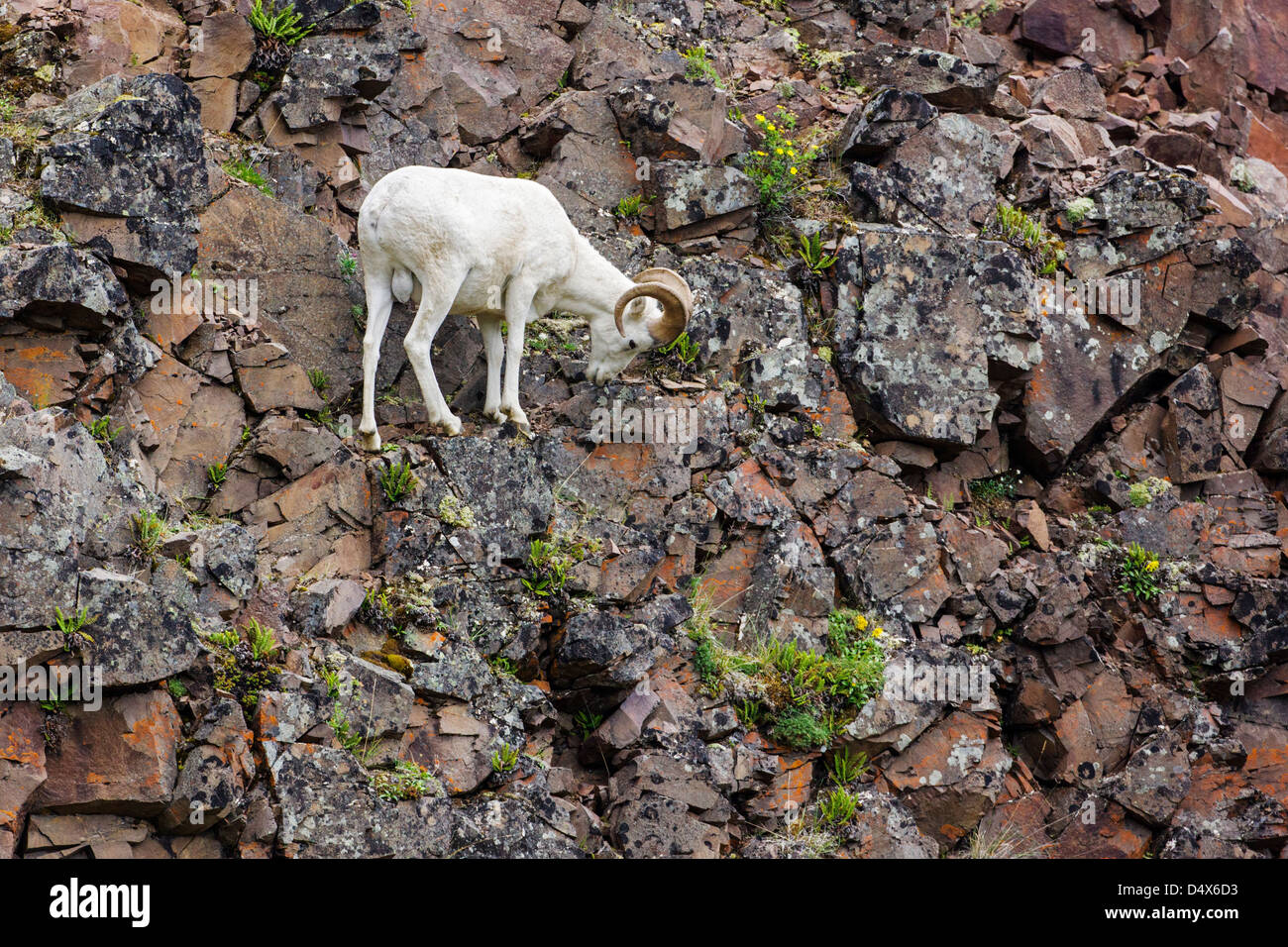 Dall Sheep (Ovis dalli), Polychrome Pass, Denali National Park ...