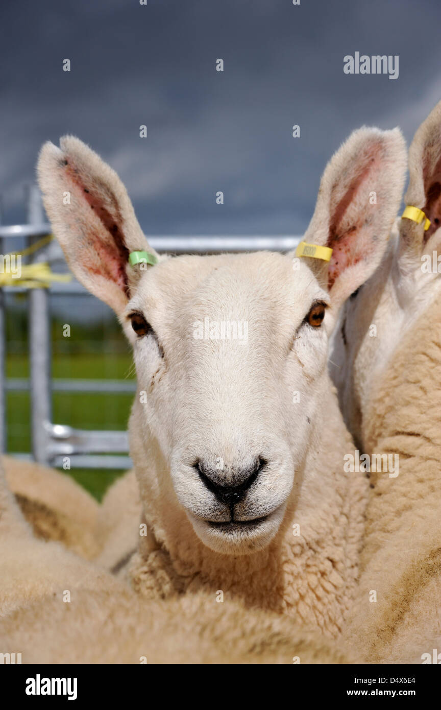 Sheep ears hi-res stock photography and images - Alamy