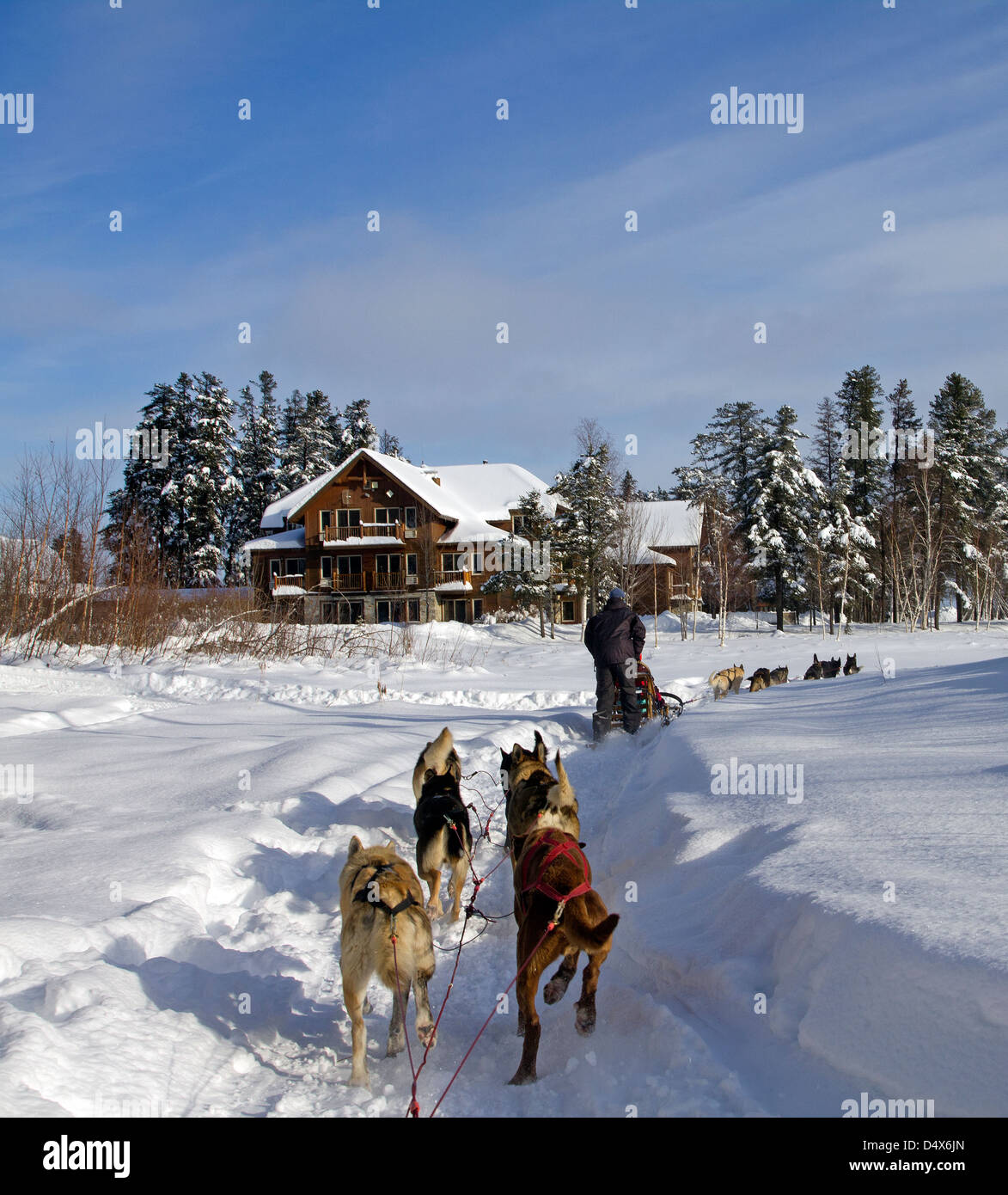 Dog sledding dog hi-res stock photography and images - Alamy