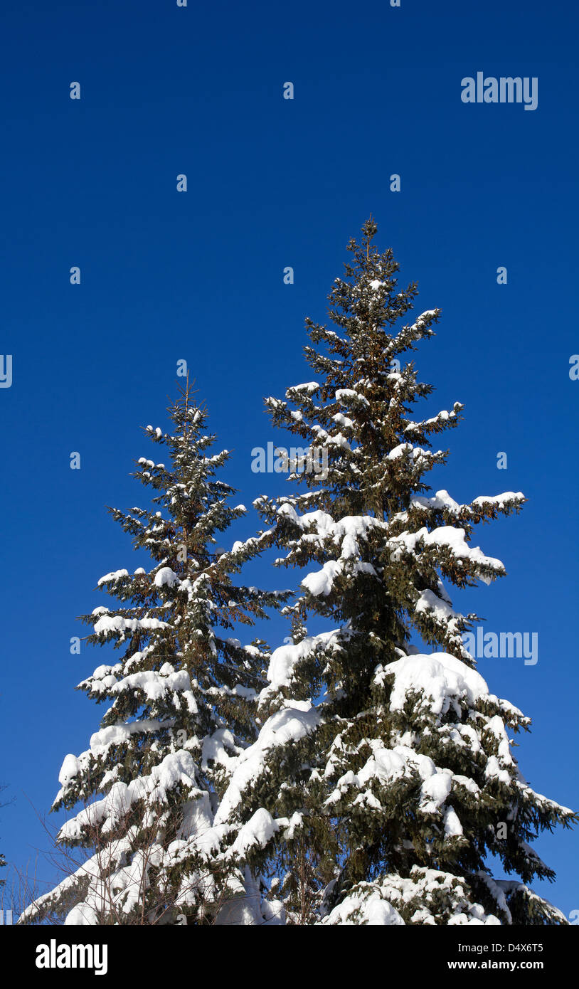 winter pine trees Stock Photo - Alamy