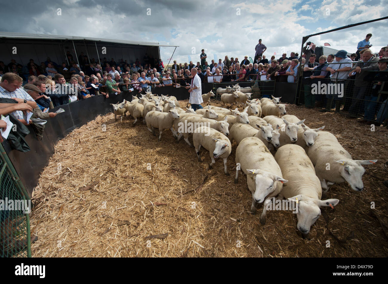 Sheep ring hi-res stock photography and images - Alamy