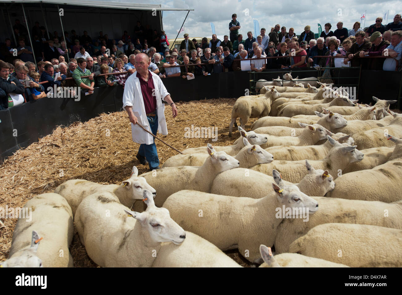 Sheep ring hi-res stock photography and images - Alamy