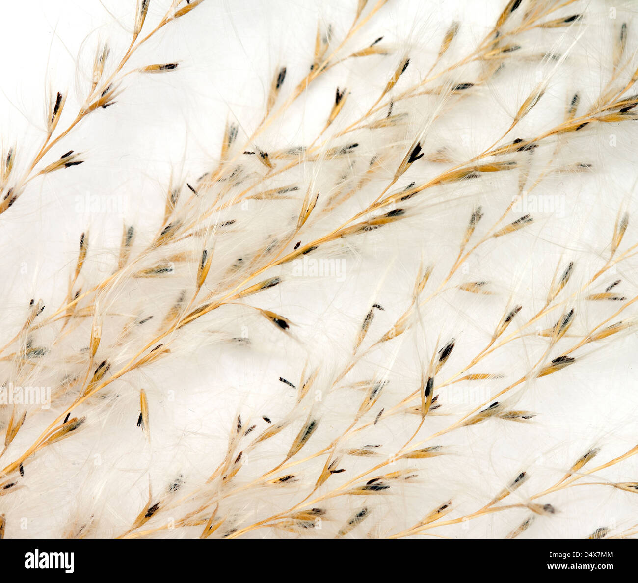 Pure organic plant hi-res stock photography and images - Alamy