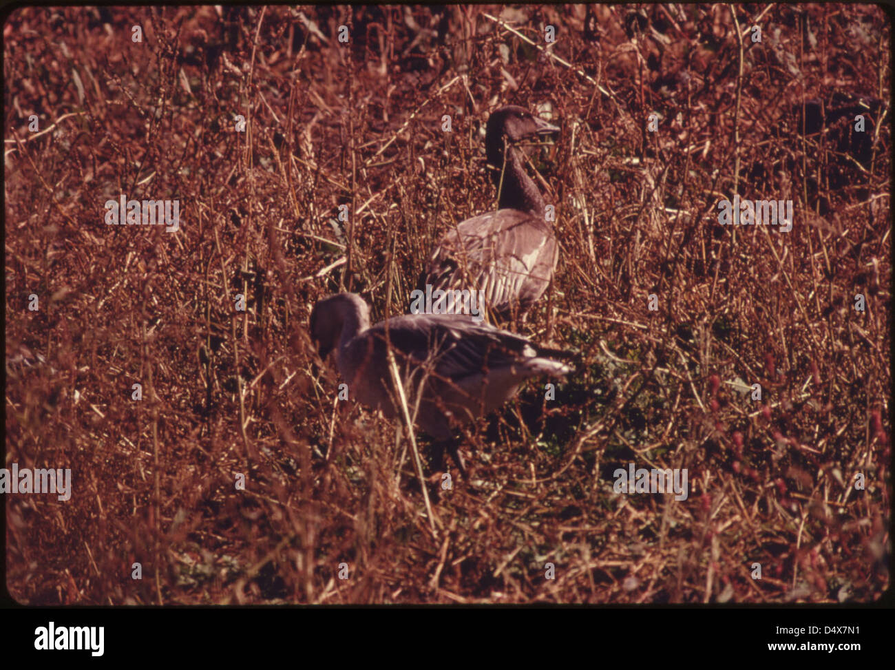Flocks of Blue Geese and Snow Geese Stop at the Squaw Creek National ...