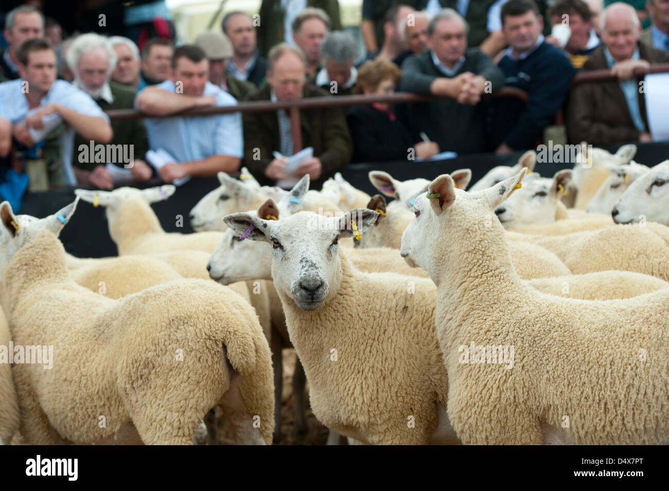Breeding ewes in the ring at Thame sheep fair 2012 Stock Photo - Alamy