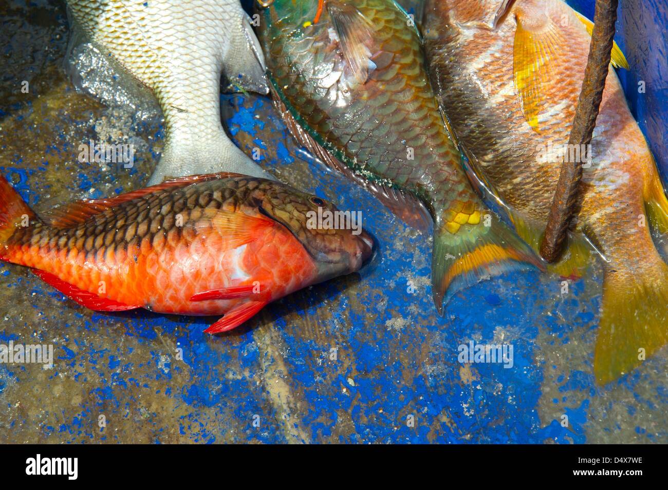 March 8, 2013 - Buen Hombre, Dominican Republic - March 8, 2013, Buen ...