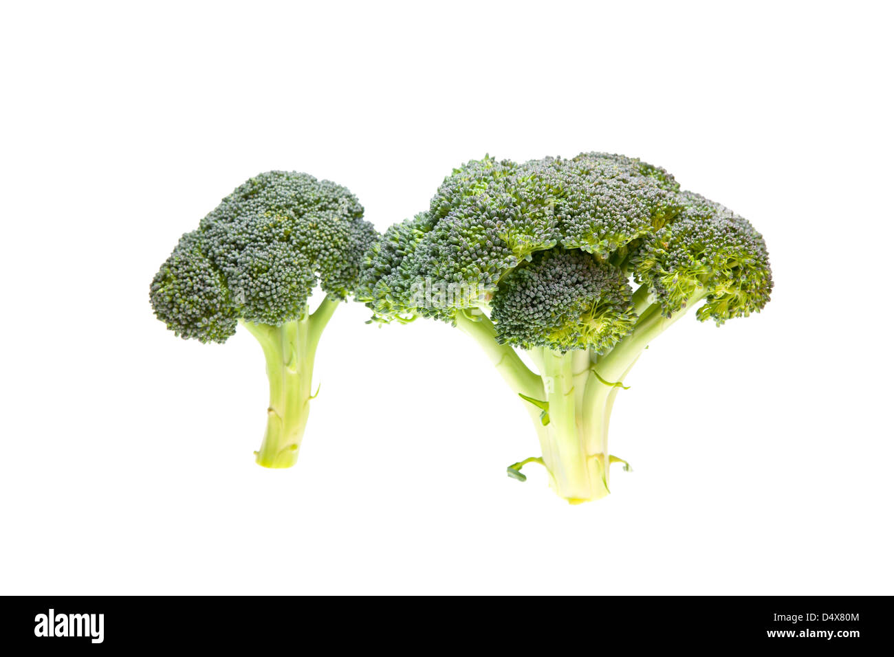 Two stalks of broccoli set against a white background Stock Photo - Alamy